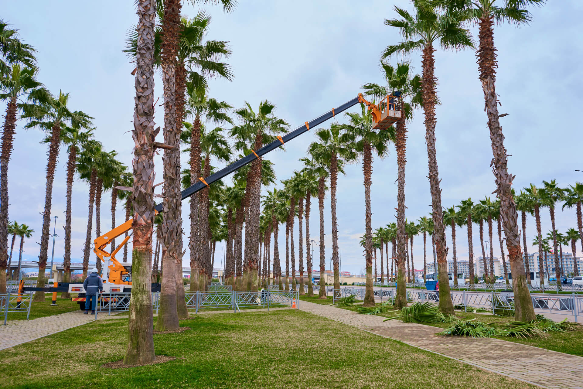 Las Vegas Tree Trimming | LV Palm Trimmers